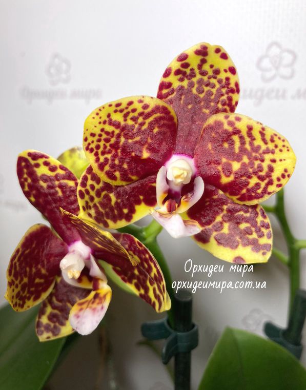 Орхидея Phal. Bambula - купить, доставка Украина