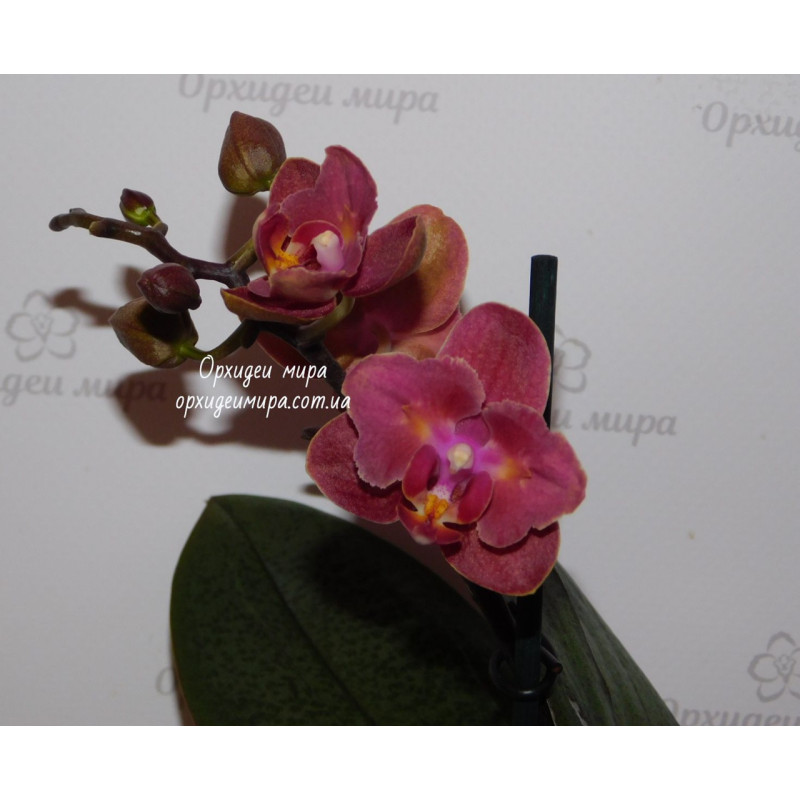 Орхидея Phal. Diffusion бабочка - купить, доставка Украина