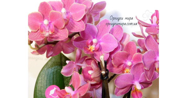 Орхiдея Phal. Diffusion уцінка - купити, доставка Україна