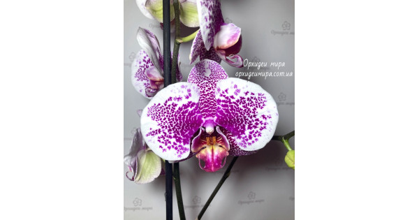 Орхидея Phal. Leopard - купить, доставка Украина