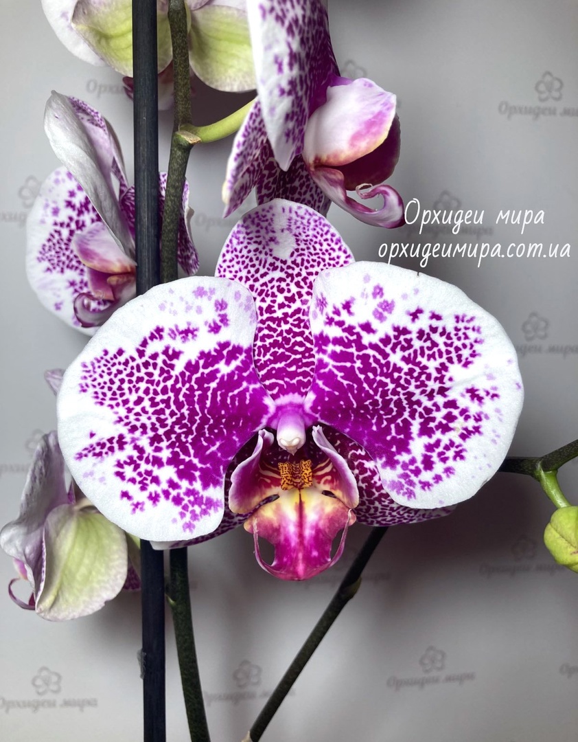 Орхидея Phal. Leopard - купить, доставка Украина