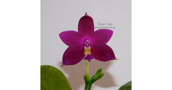 Орхидея Phal. Mituo King Bellina x Violacea Indigo - купить, доставка ...