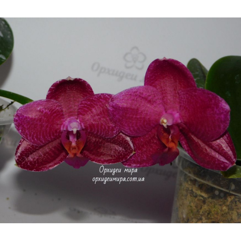 Орхидея Phal. Mituo King Big Pink - купить, доставка Украина