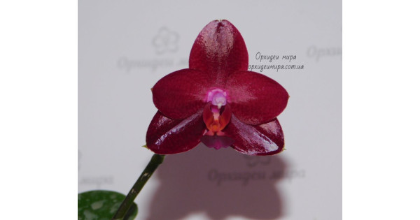 Орхидея Phal. Mituo King Red Pepper - купить, доставка Украина