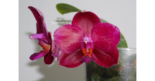Орхидея Phal. Mituo King - купить, доставка Украина