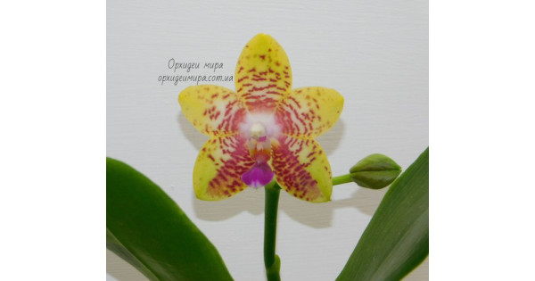 Орхидея Phal. Orchid World Bonnie Vasquez - купить, доставка Украина