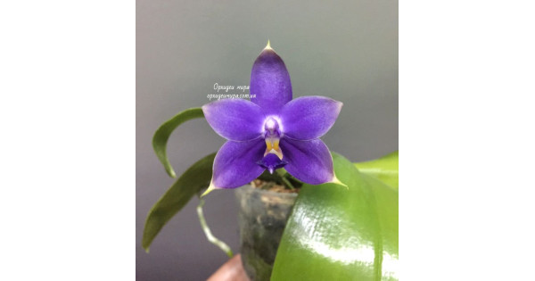 Орхидея Phal. Violacea Indigo - купить, доставка Украина