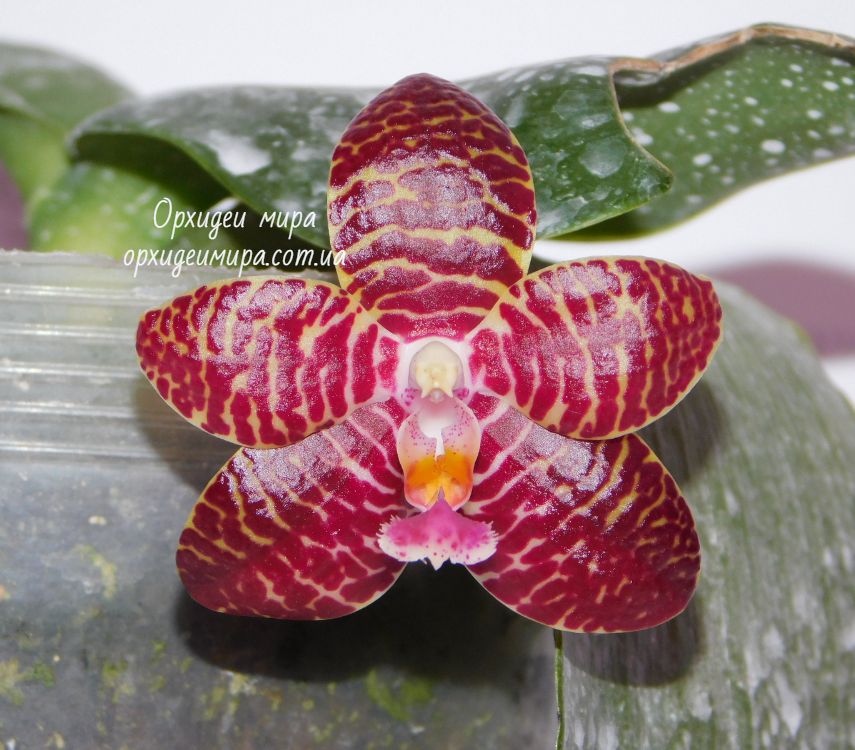 Орхидея Phal. Red Jaguar - купить, доставка Украина